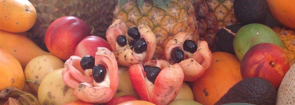 Home of Eden Fruitarianism - fruitnut.net